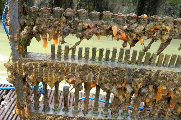 The British Corrosion Research Project - Part 4 - Copper Alloys